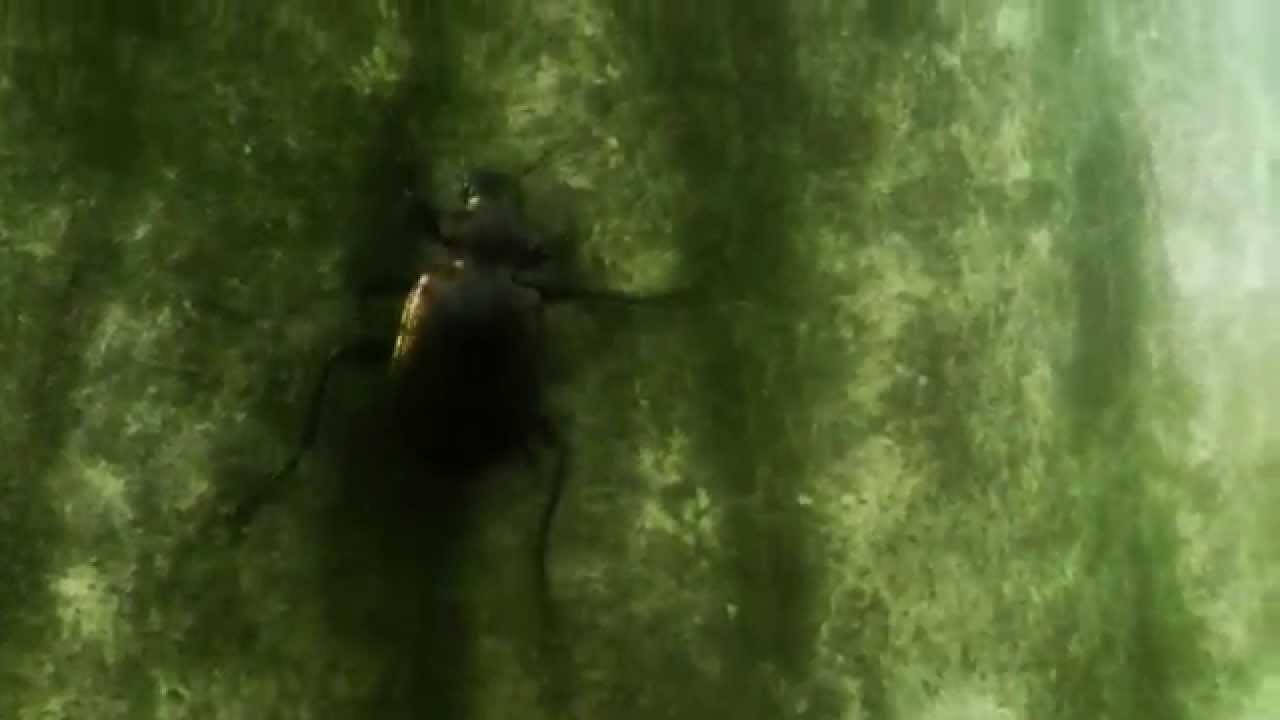 Slovakia nature / Bystruška / Carabus hungaricus / Minuscule BBC - YouTube