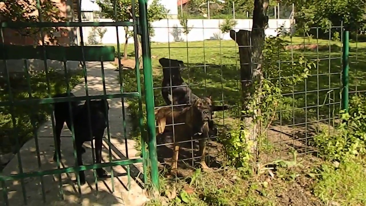CANE CORSO " PRIMA FORTUNA" kennel - YouTube