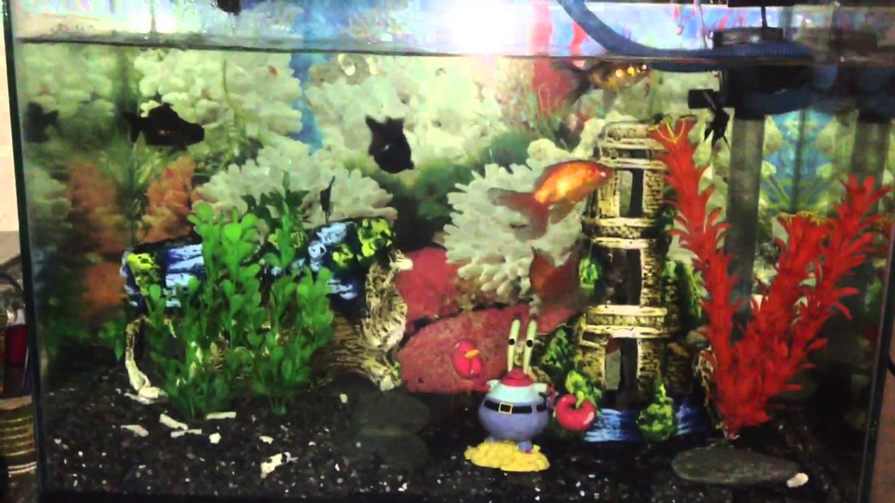 20 liter fish tank - YouTube
