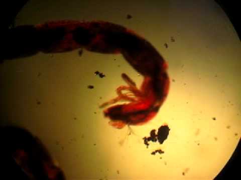 Red worm larvae is a live feed for marble goby larvae of 20 day-old ...