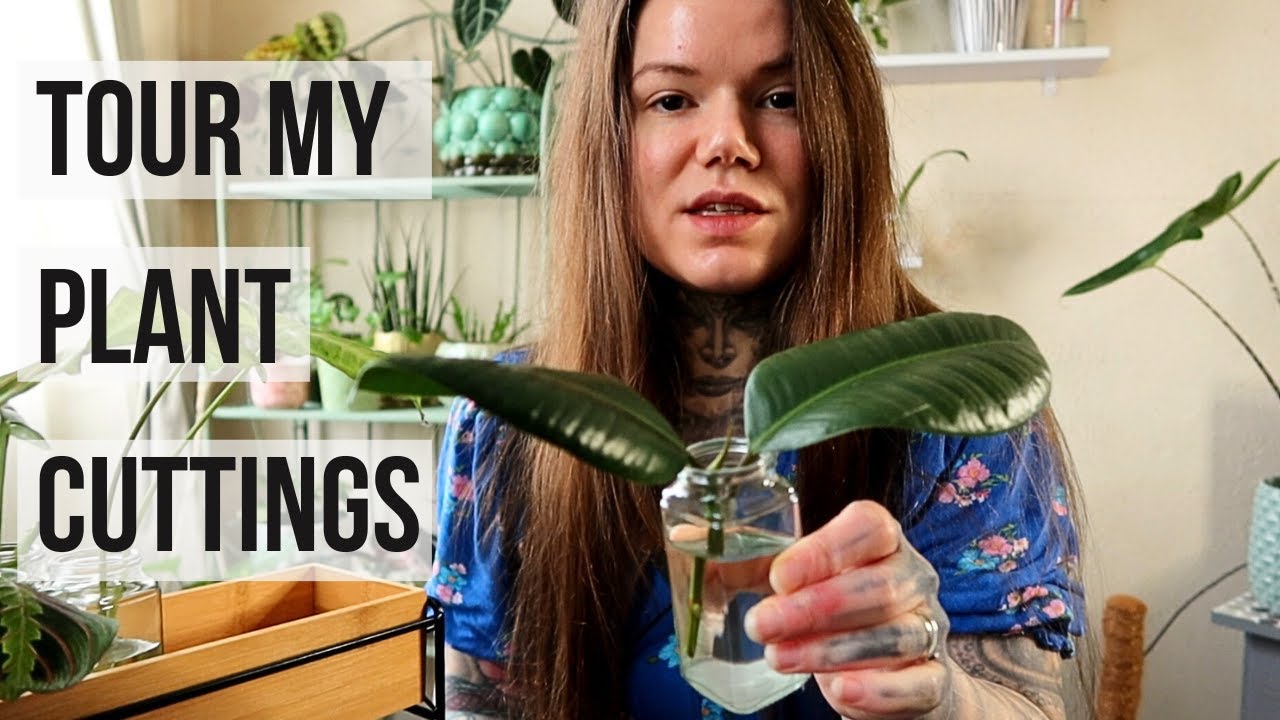 Houseplant Propagation Tour - All My Indoor Plant Cuttings! - YouTube