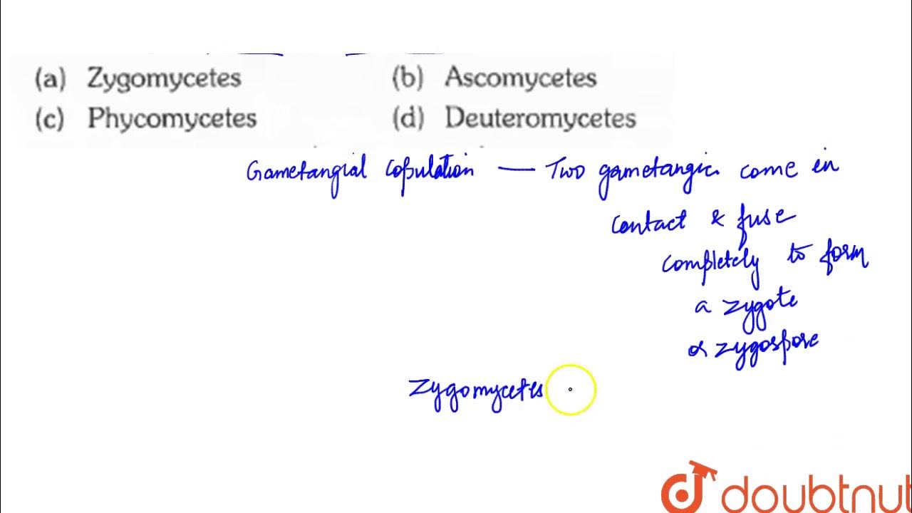 Gametangial Copulation conjugation Is Common In YouTube gametangial-copulation-conjugation-is-common-in-youtube