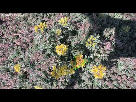 Real-time insect tracking and monitoring with computer vision and deep ...