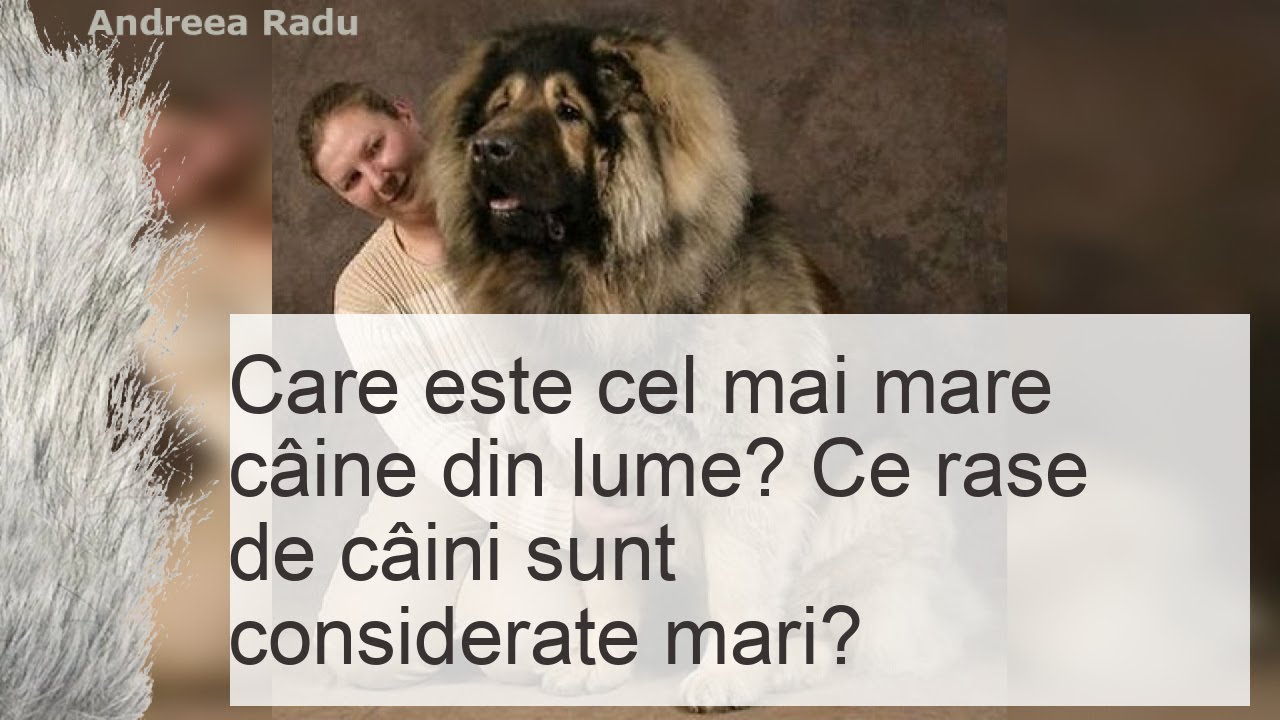 Care este cel mai mare caine din lume? Rase de caini mari - YouTube