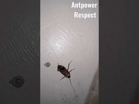 Ant VS CockRoach Fight To Death. #animal #insect #tiktok #tiktok #bug # ...