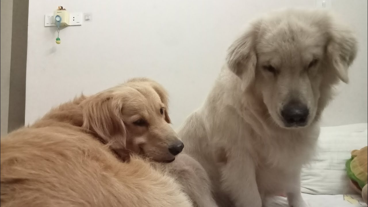 play time💕|José, The Golden Retriever - YouTube