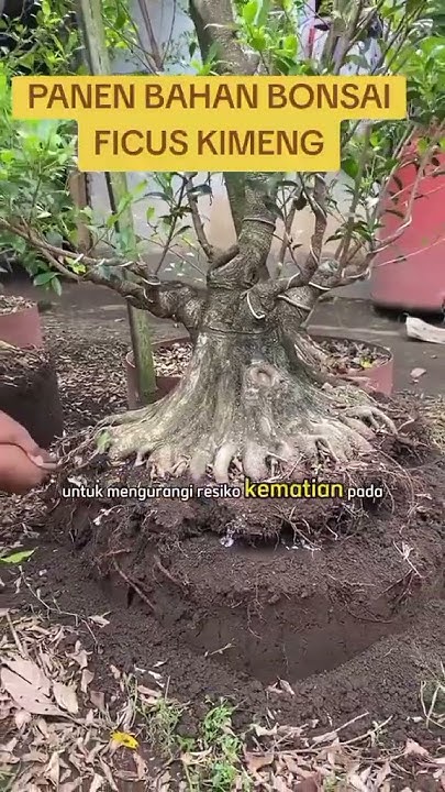 Panen bahan bonsai ficus kimeng #bonsai #short - YouTube