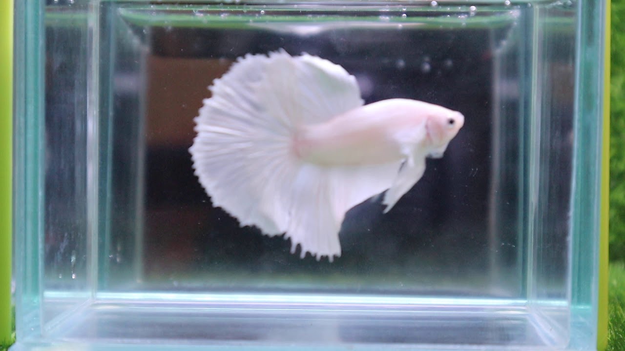 [190_A3]Live Betta Fish HighQuality Male White-Angel Halfmoon 📸Video ...