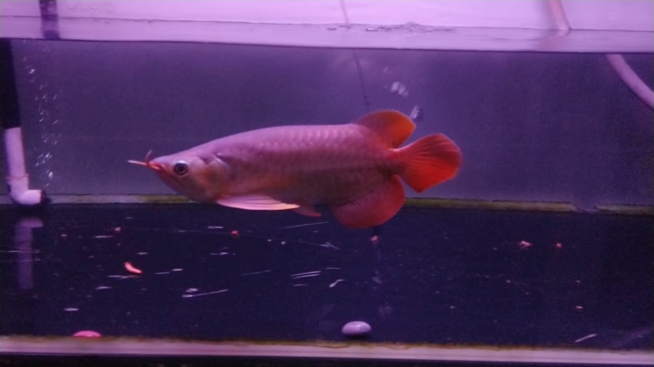 Sumo Short Body Super Red Arowana #2 - YouTube