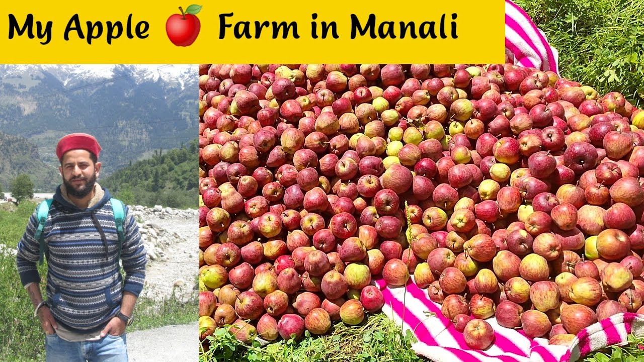 My Apple🍎 orchard in #Manali 2021@Sourav joshi vlog - YouTube