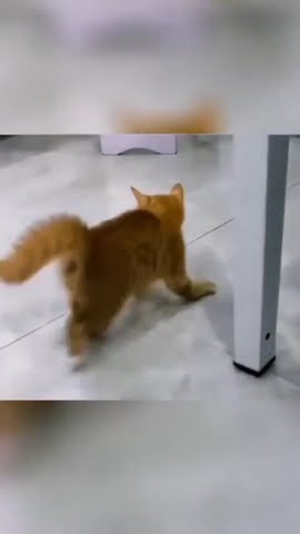 Michael Catson🕺|only viral |#funny #cute #shorts - YouTube