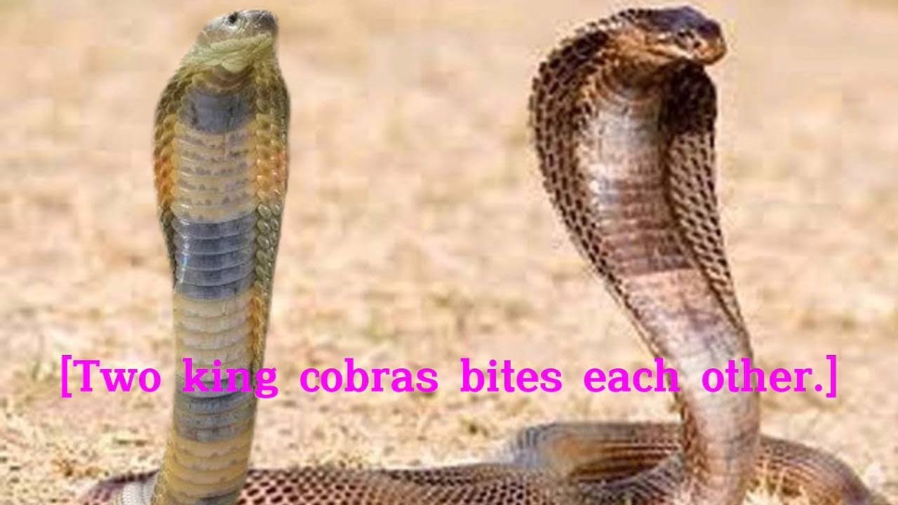 Amazing king cobras! Cobras bite each other. - YouTube
