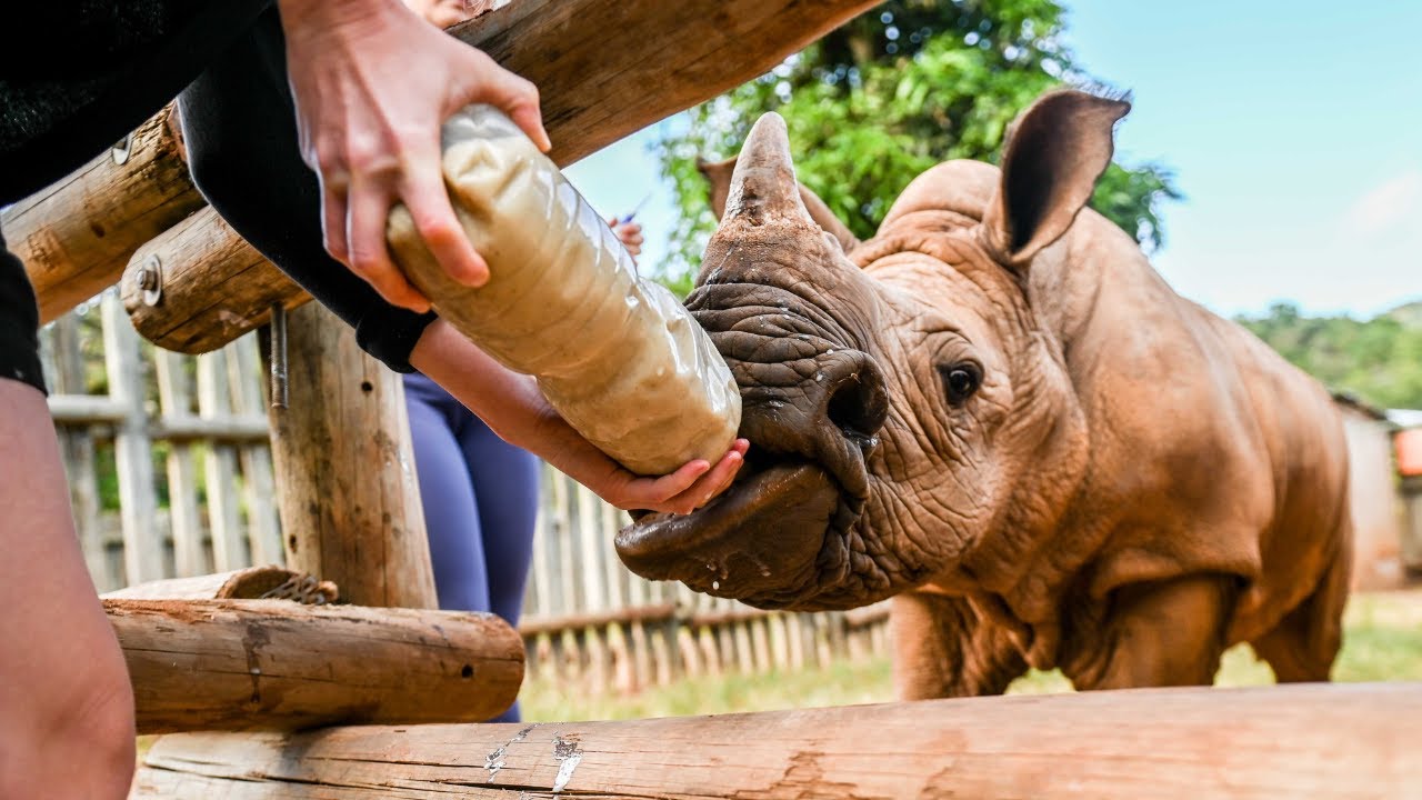 A Day In The Life Of A Rhino Conservation Volunteer - YouTube