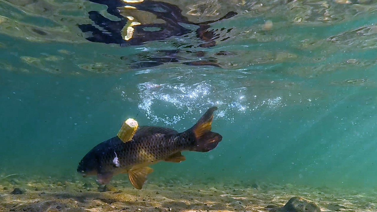 Fishing with a Corn Cob Method Feeder – Underwater & Aerial Footage ...