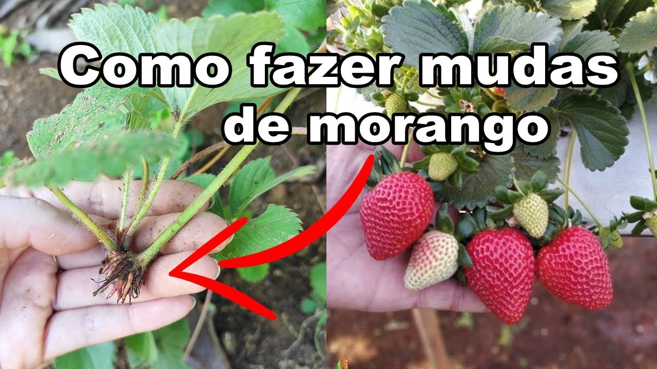COMO FAZER MUDAS DE MORANGO SIMPLES E RÁPIDO - YouTube