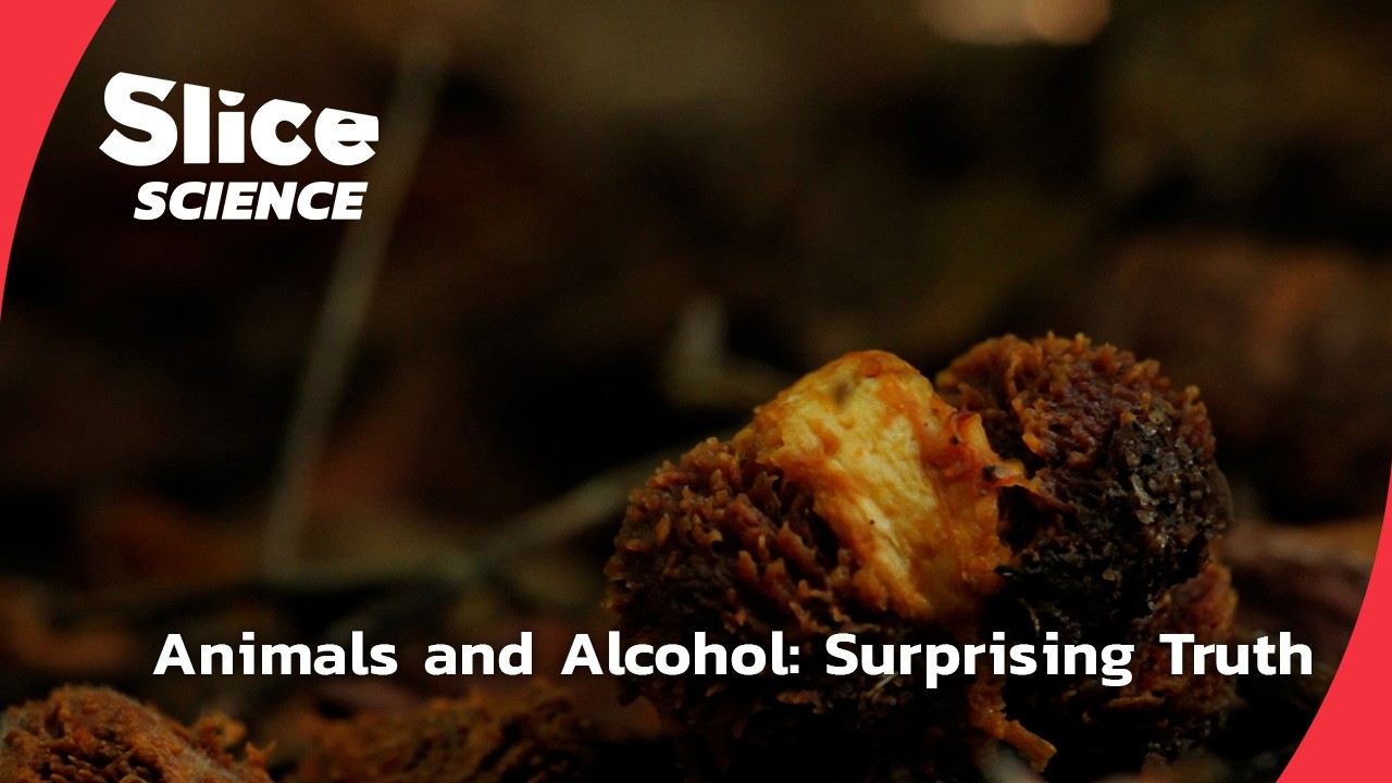 Do Animals Get Drunk? The Surprising Science of Alcohol in Nature | SLICE SCIENCE | FULL DOC ...
