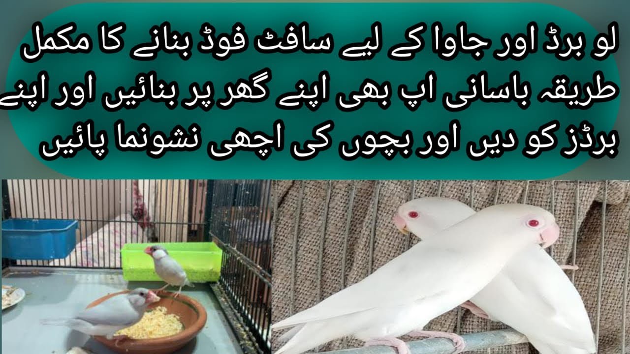 Softfood For Love Birds, Java Sparrow birds, Goldian Finch, Ringneck ...