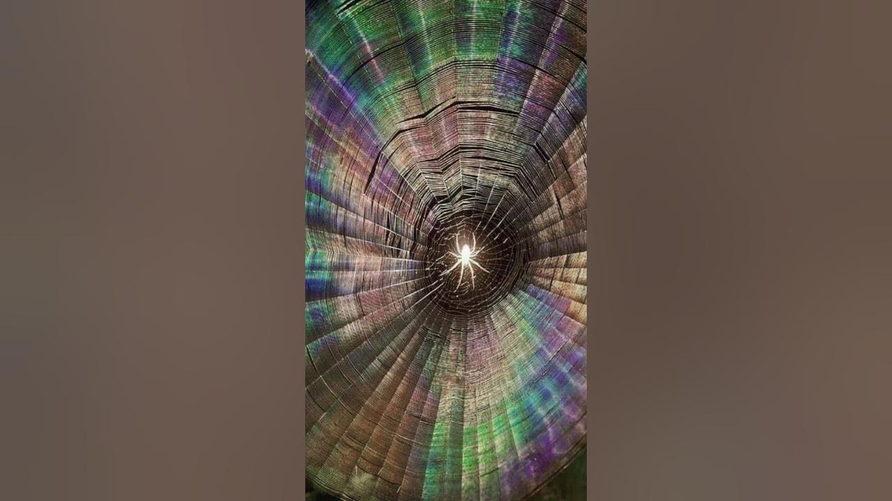 perspective! you see a spider in a web. the spider sees a colorful ...