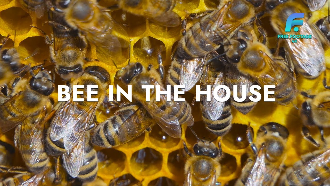 Bee in the house | 4K Footage - YouTube