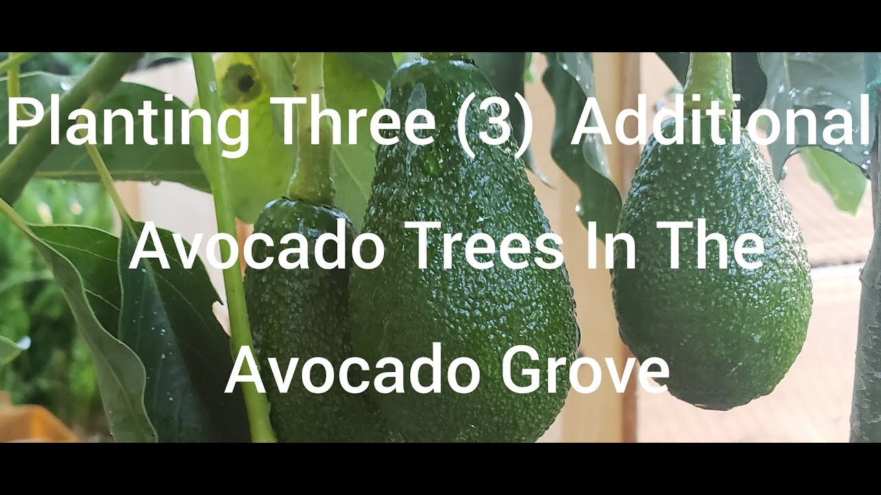 Planting Three (3) Additional Avocado Trees In My Avocado Grove. - YouTube