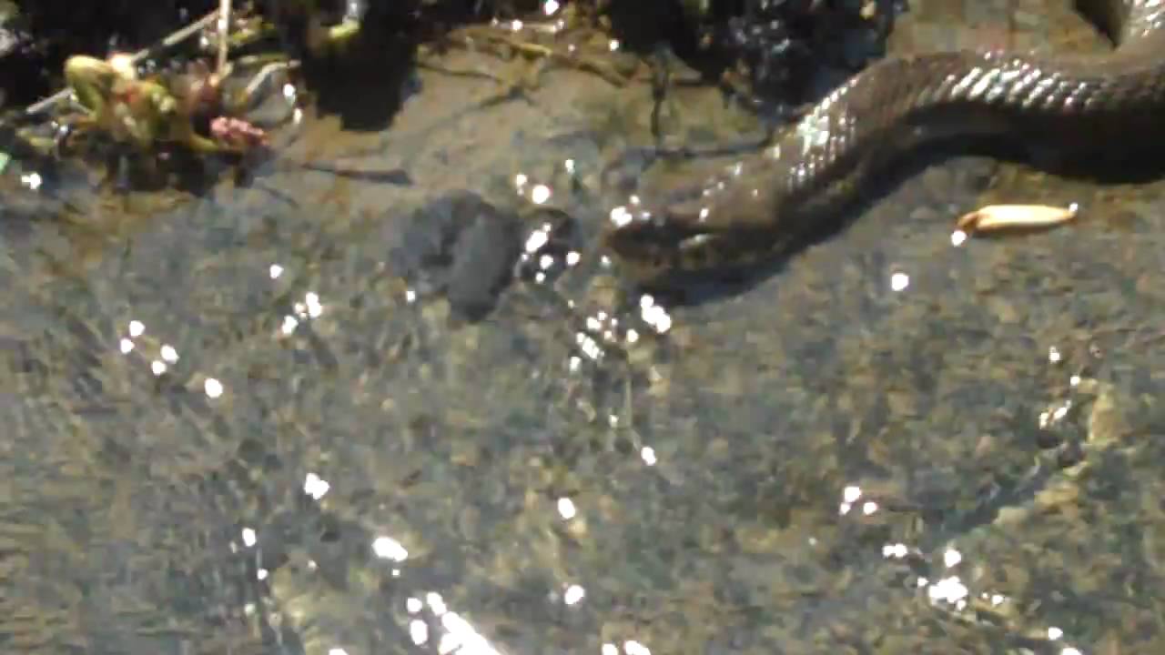 Snakes Gone Bad - YouTube