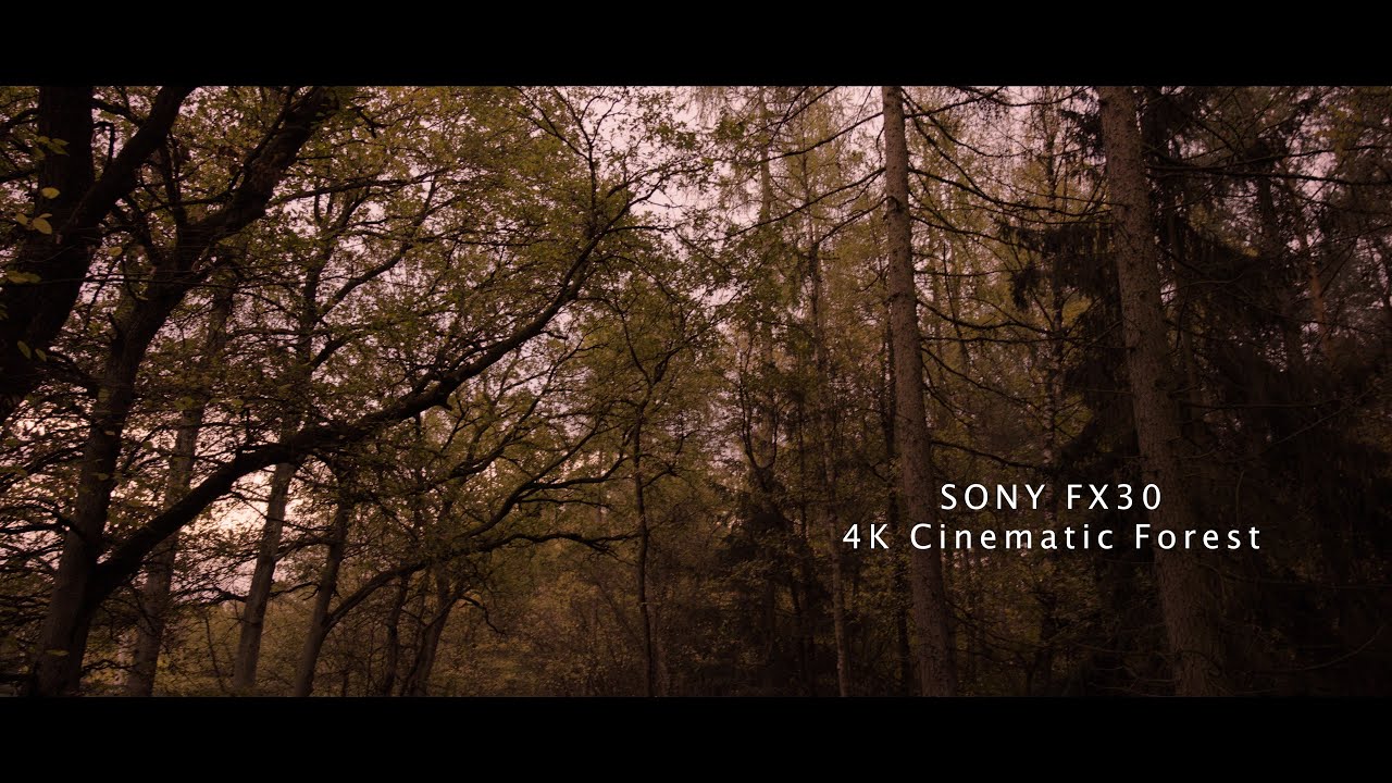 SONY FX30 Cinematic Forest 4K - YouTube