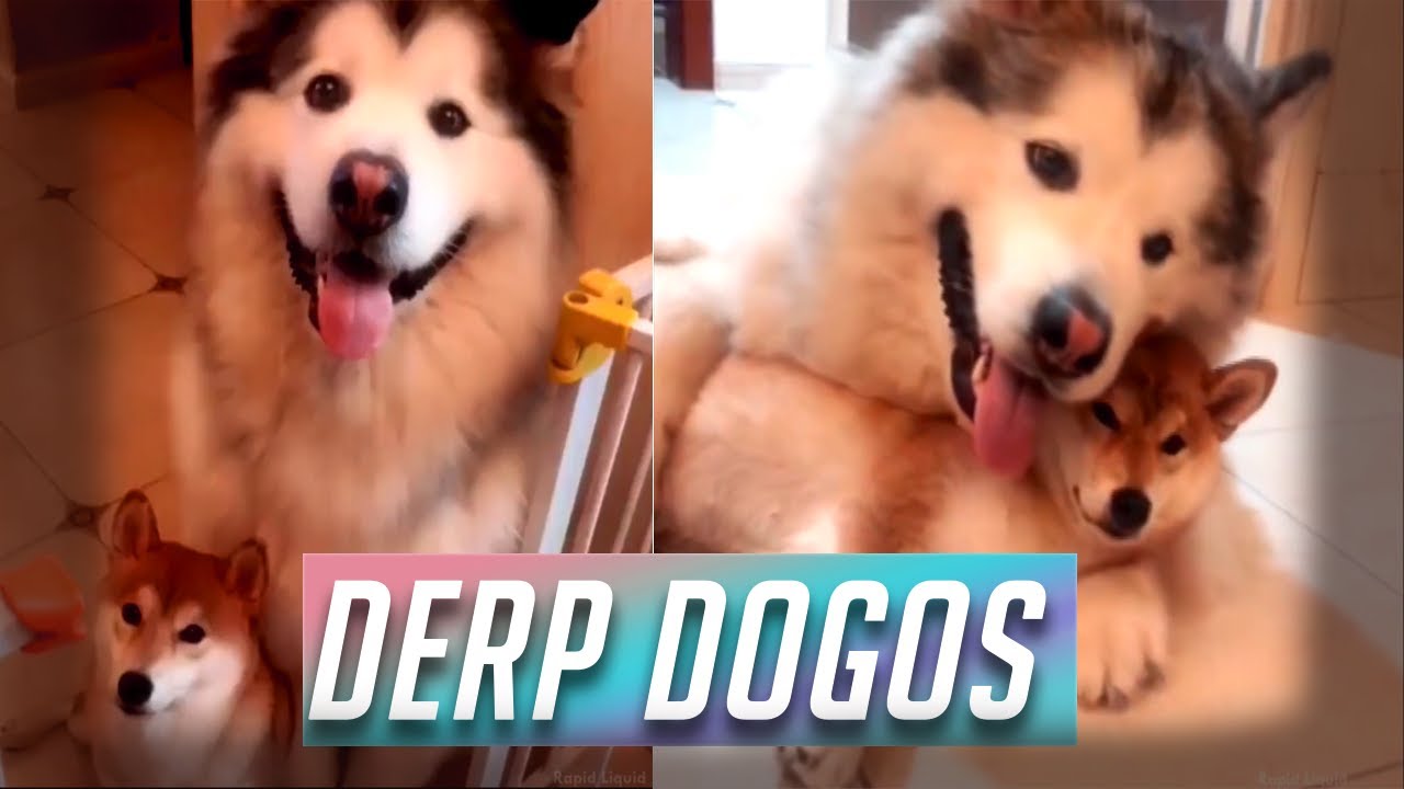 Animals and pets Being DERPS #8 (Dogo Goodness) - YouTube