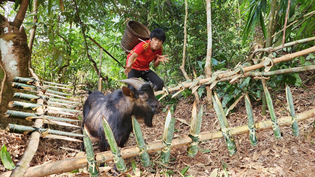 Discovered the new tracks of the goat, immediately set a trap and ...