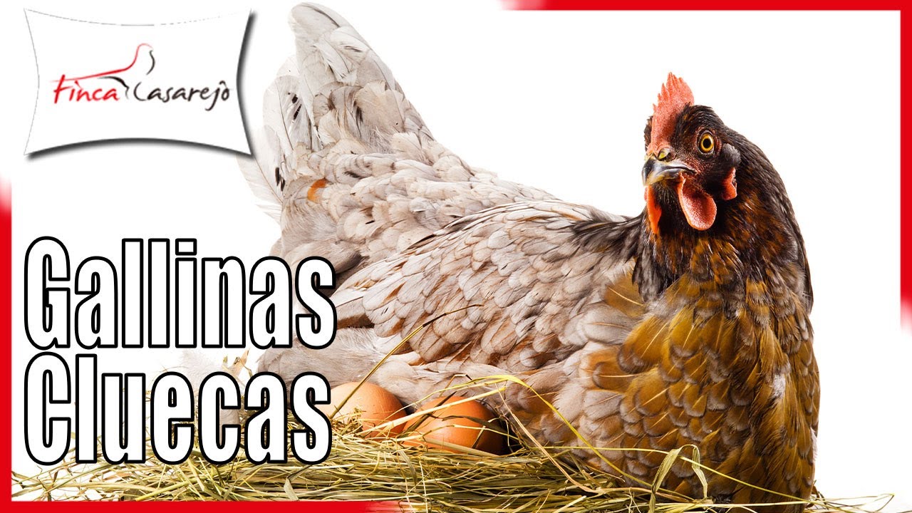 Qué gallinas se quedan cluecas - YouTube