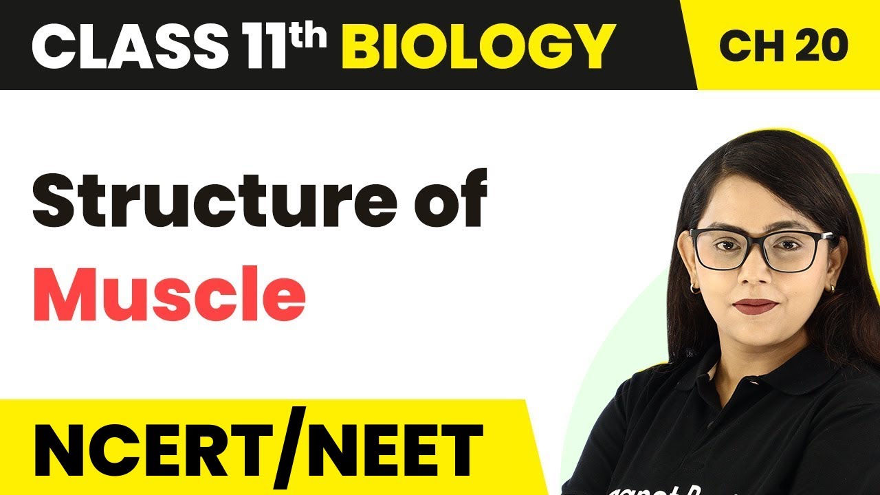 Structure of Muscle - Locomotion and Movement | Class 11 Biology - YouTube
