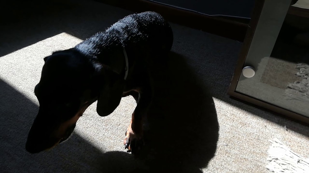 Rabbit And Dog Love Apples YouTube rabbit-and-dog-love-apples-youtube