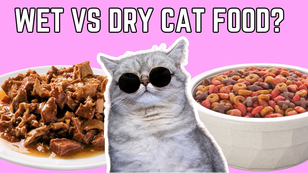 Choosing The Perfect Cat Food Guide To Feline Nutrition And Health