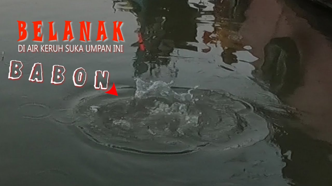 Cara Bikin Umpan Mancing Racikan Tepung Rajungan Untuk Mancing Belanak ...