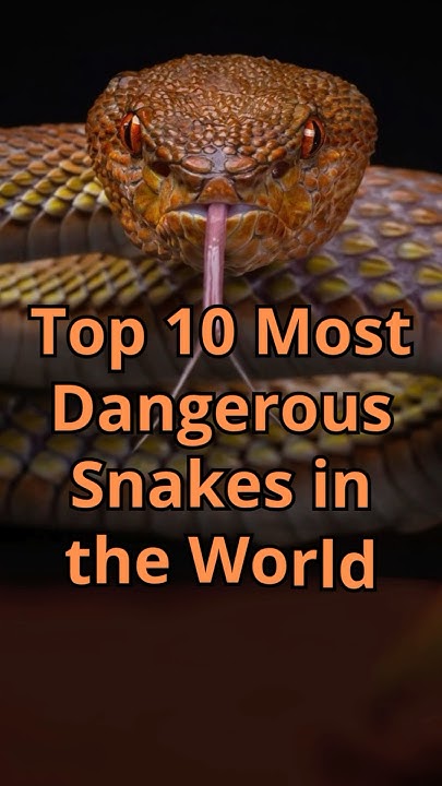 Top 10 Most Dangerous Snakes in the World #snake #dangerous - YouTube