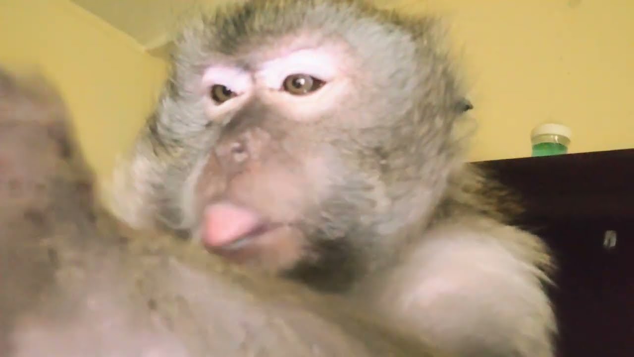 Macaque Monkey ASMR Abby Louise - YouTube