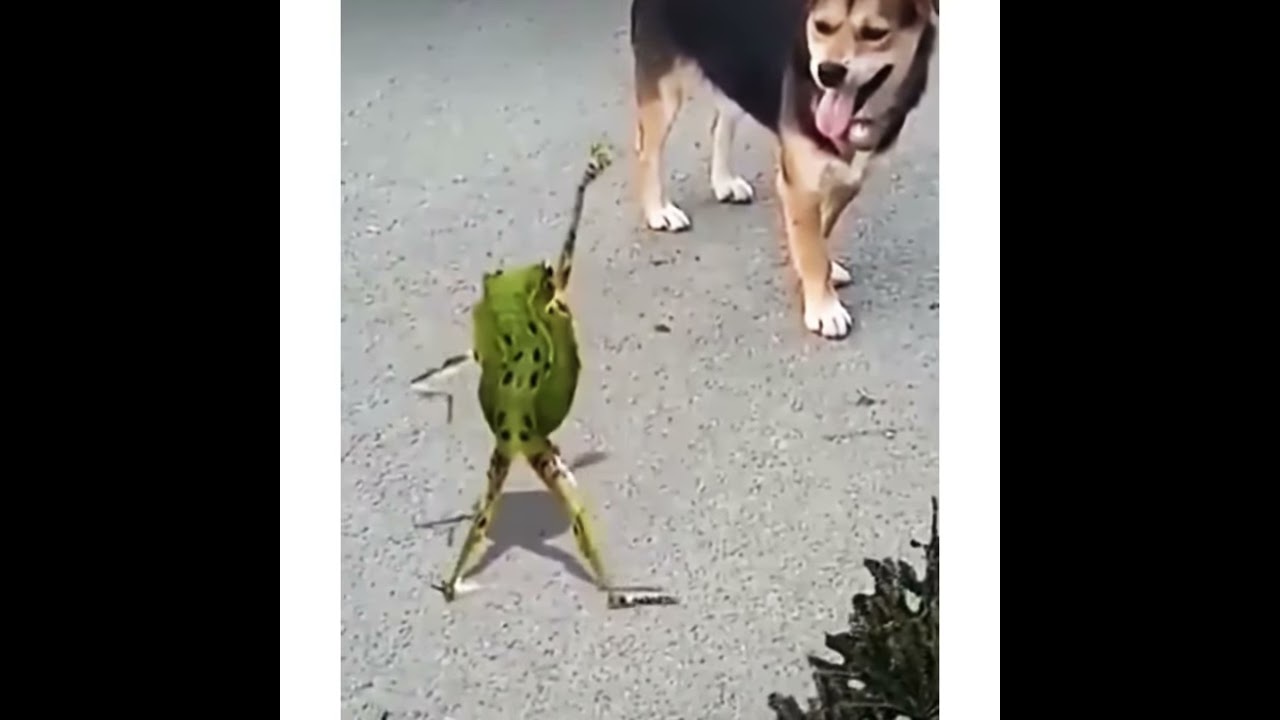 Funny Video\\Frog With Dog 😀😀 - YouTube