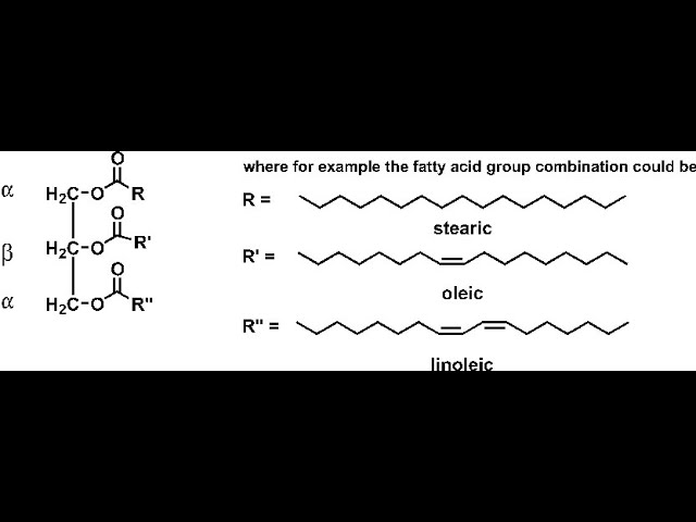 Triacylglycerol Structure