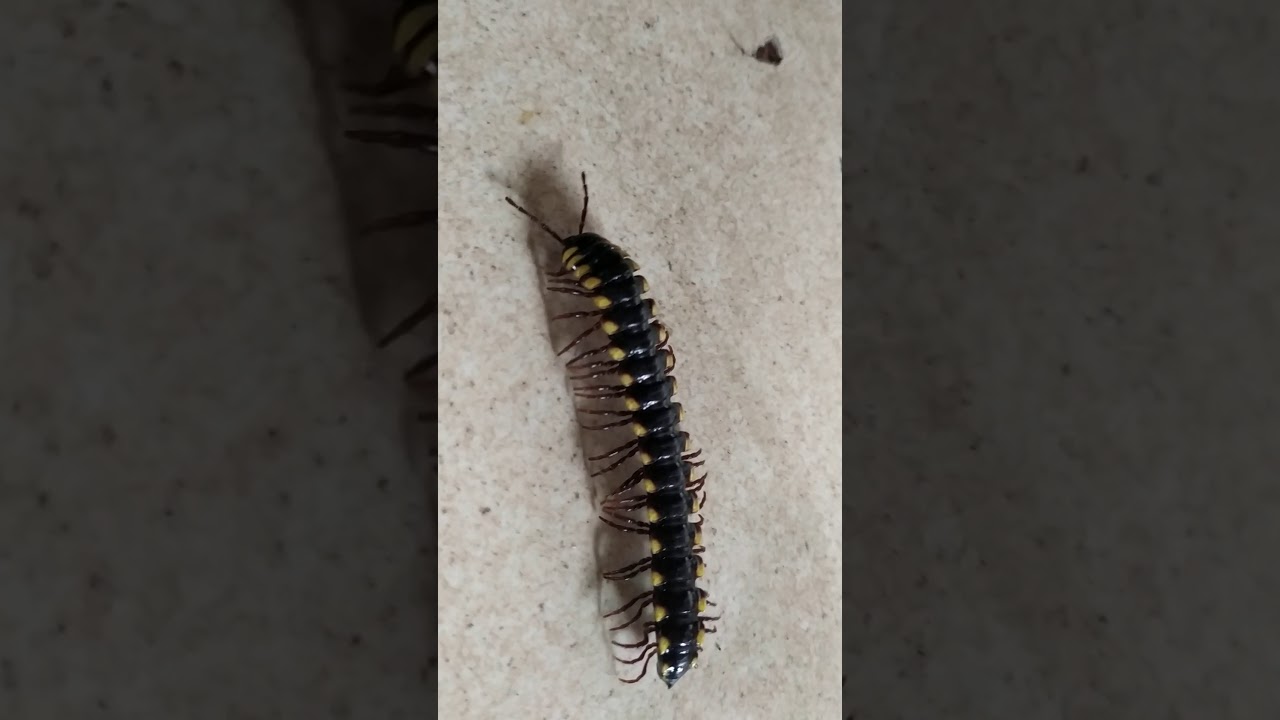 Veja como Funciona as Dezenas de Patas desse Bicho - YouTube
