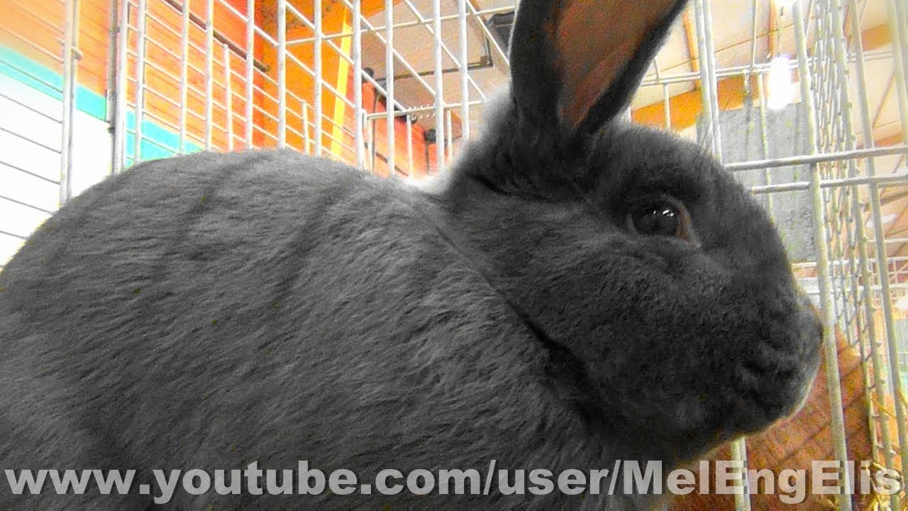 Lapin Bleu de Vienne - Vienna Blue Rabbit - Blaue Wienerkaninchen - YouTube