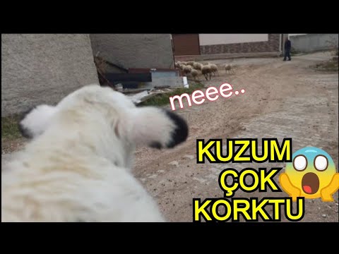 ARKADA KALINCA BAĞIRAN KUZU ! KUZU SESİ LAMB VOİCE KUZU VİDEOLARI