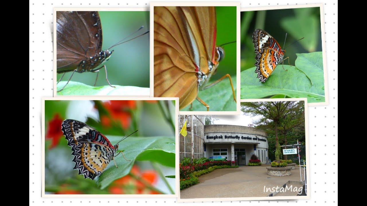 Bangkok's Butterfly Garden and Insectarium - YouTube