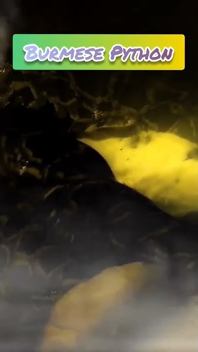 Burmese Python Eats Rabbit Whole - YouTube