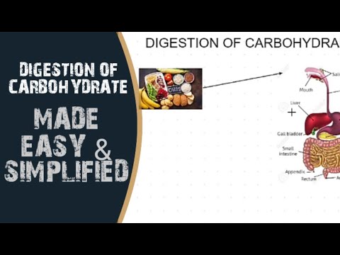 Carbohydrate Digestion Biochemistry - Carb Digestion Enzymes - YouTube