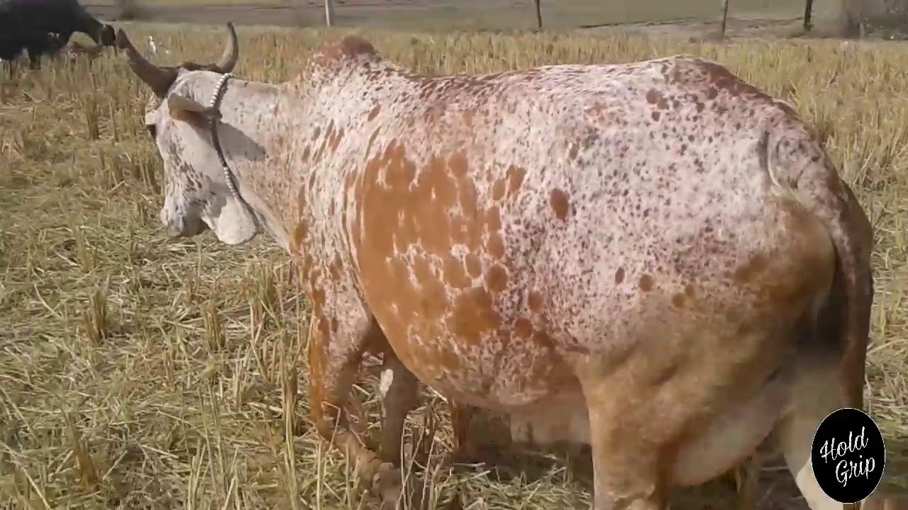 Awesome Rathi cow 16-18 kg milk in a day #9 | Rathi cow | - YouTube