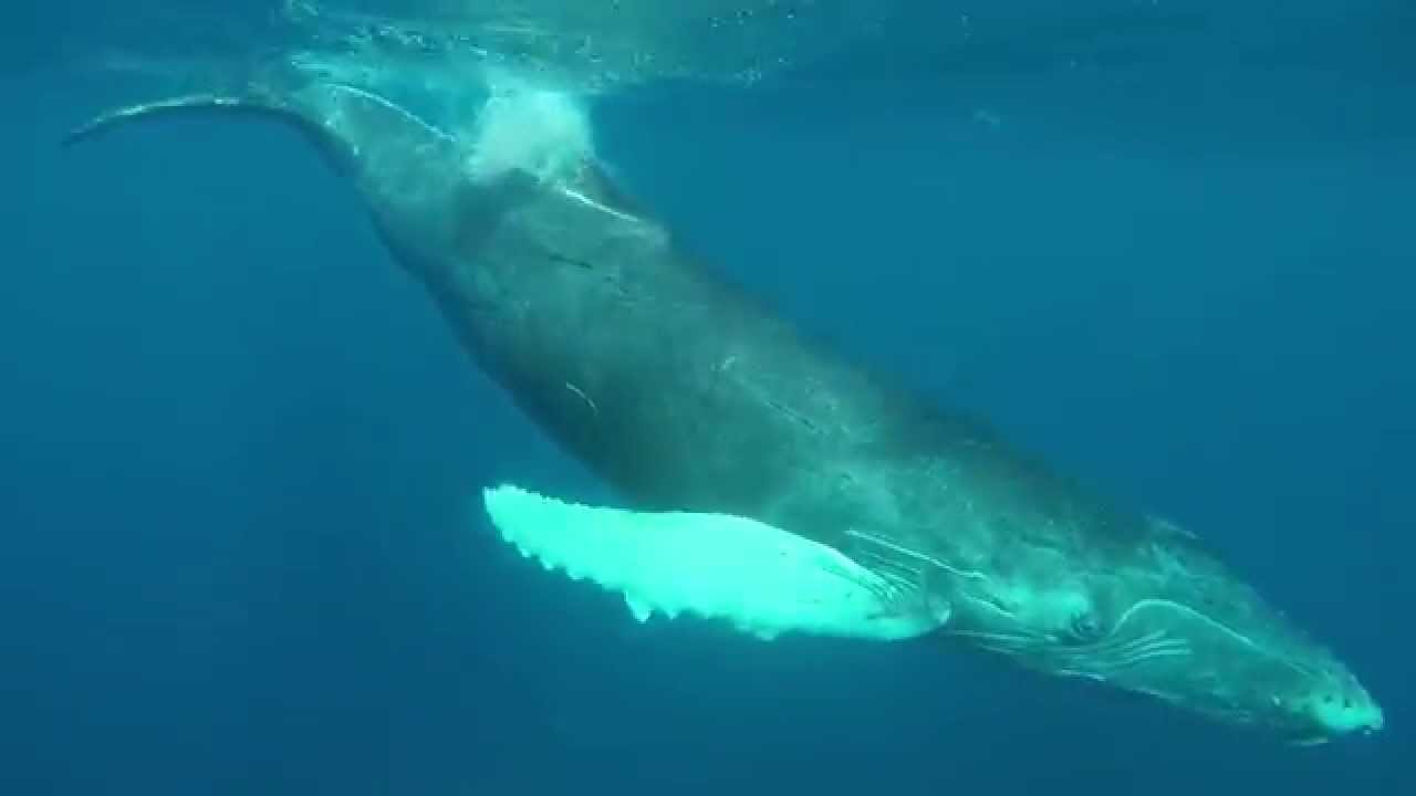 The Most Gentle Creatures in the Sea #humpbacks - YouTube
