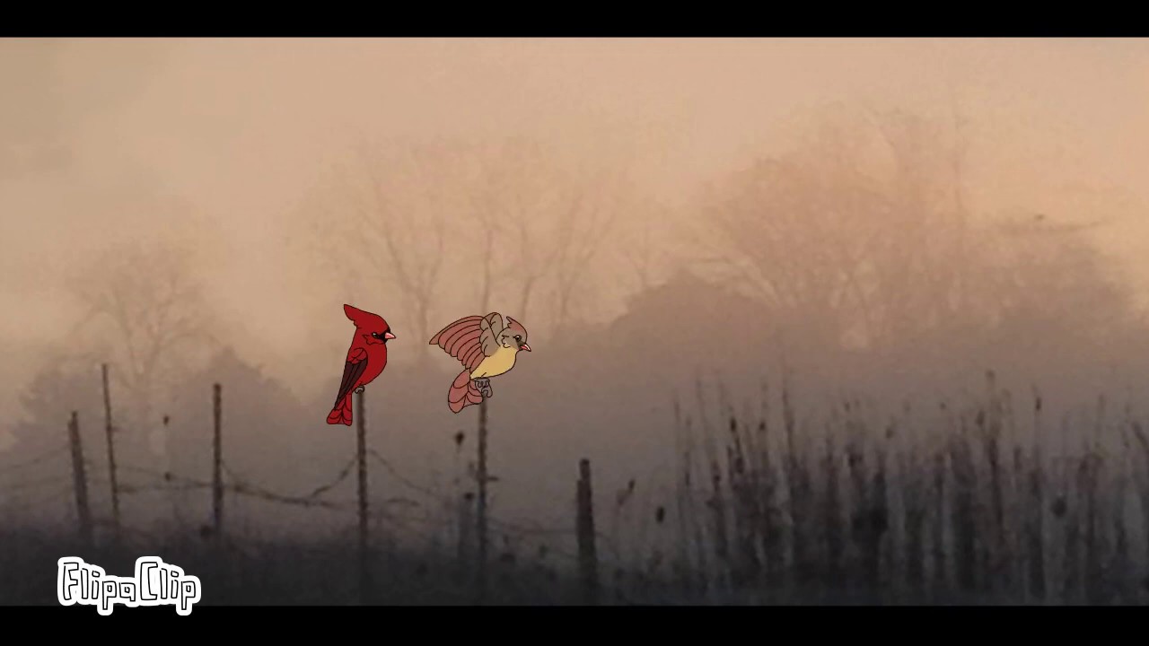 Cardinal Animation - YouTube