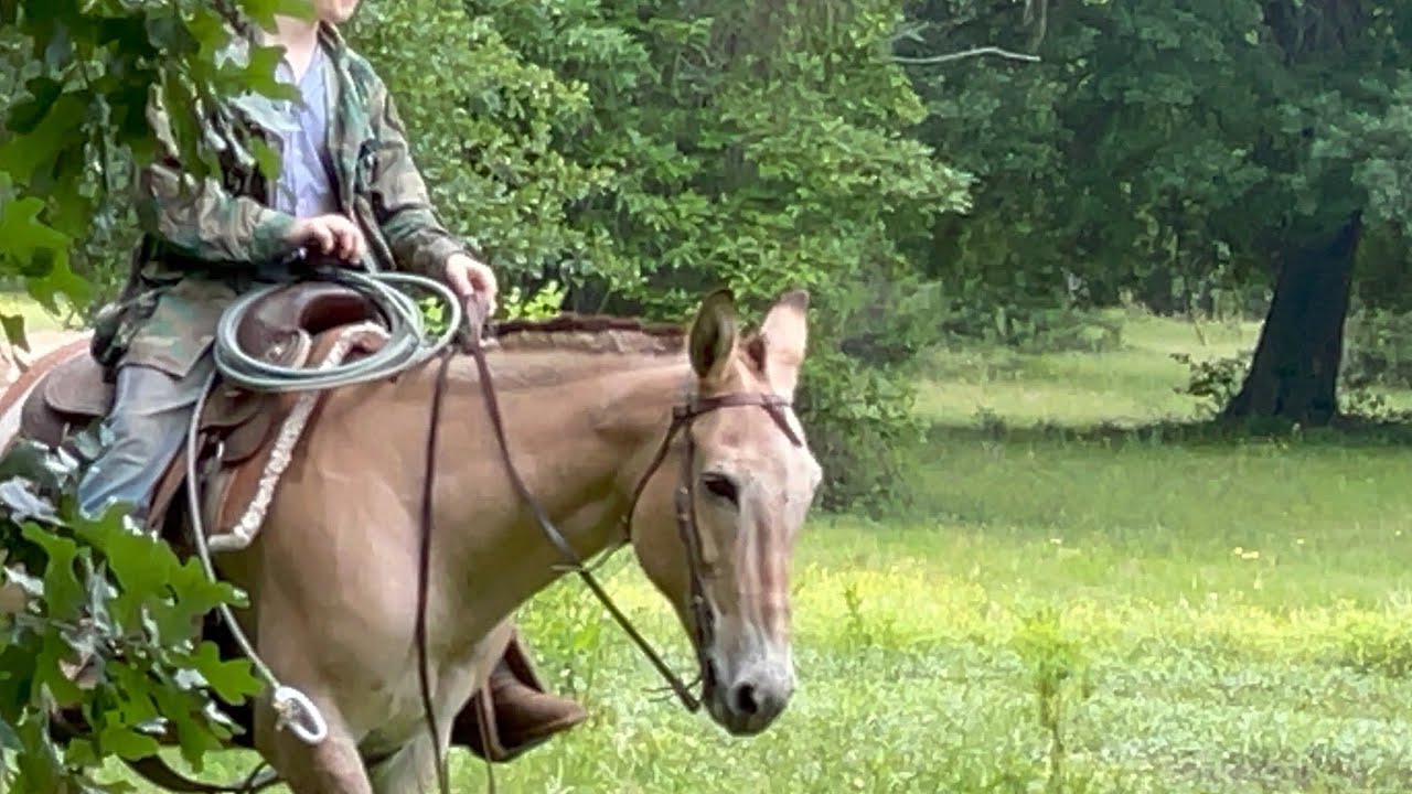 Ginger Fjord Mule! - YouTube