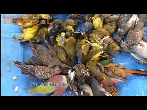 The Wild Meat Trail - Wildscreen 2010 Panda Award Winner - YouTube