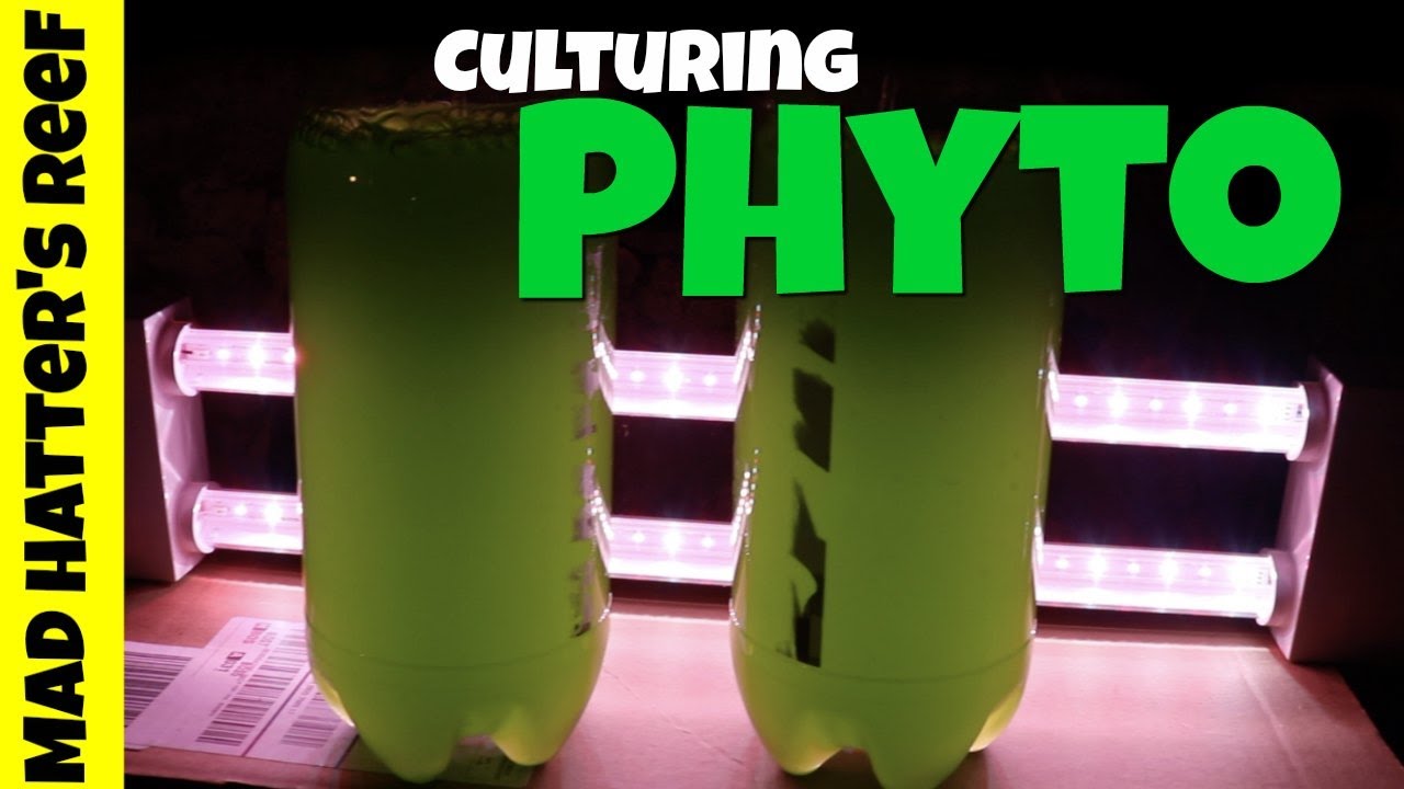 HOW TO: Culture Phytoplankton - YouTube