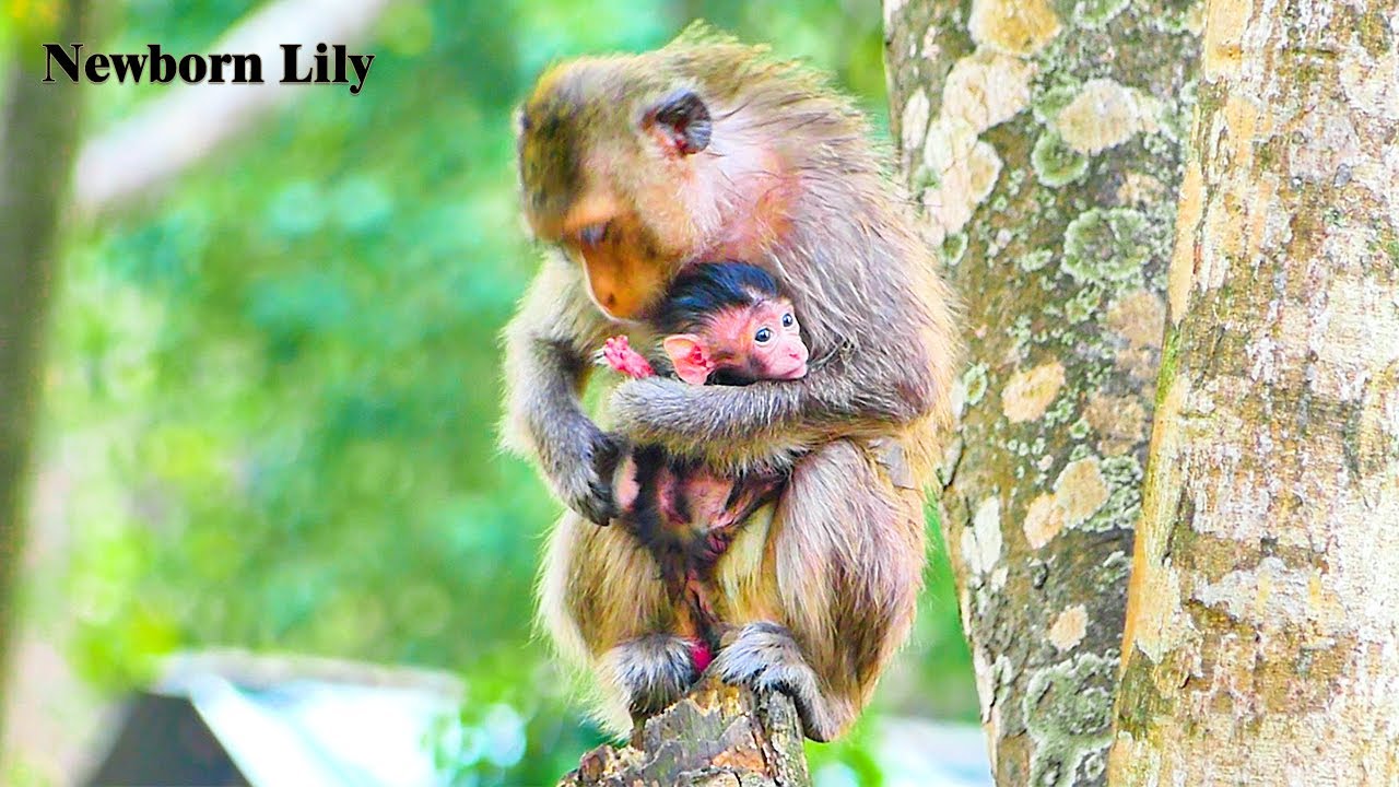 Young Mother ALIKA Extremely Checking Tiny Baby Monkey LiLy. Monkey ...